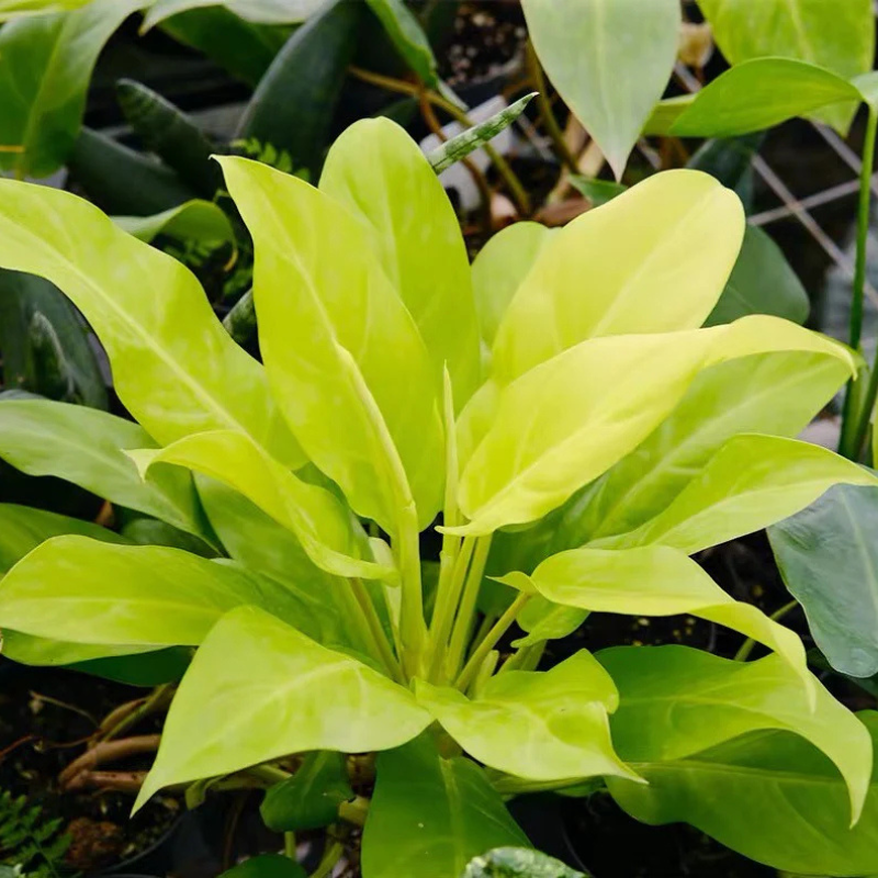 Philodendron ‘Malay Gold Lemon Lime’ (Philodendron sp.) – Vibrant gold ...