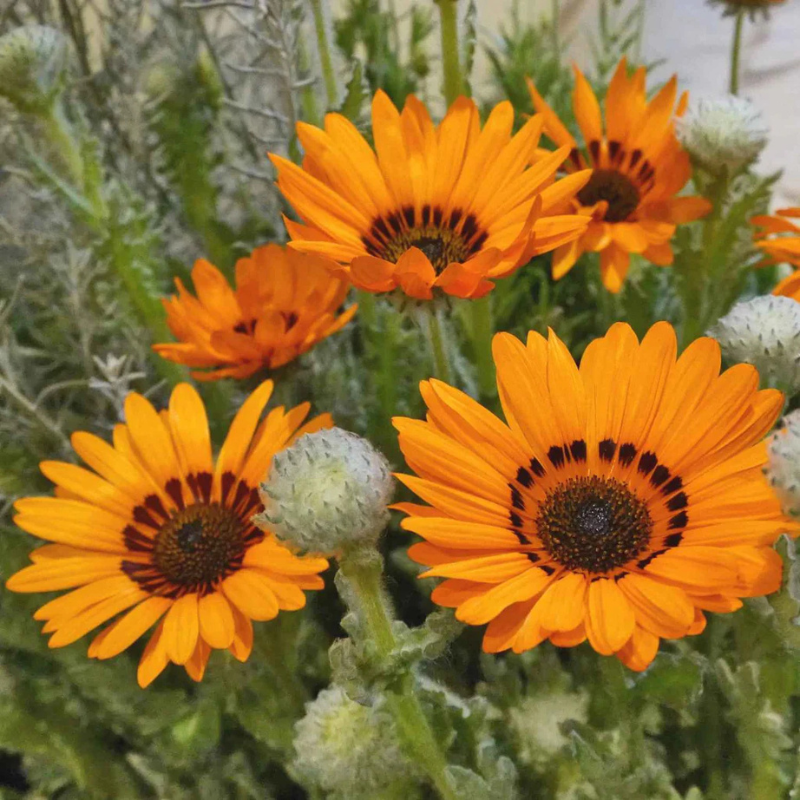 Orange Prince Venidium Organic Seeds (Venidium fastuosum) – Stunning o ...