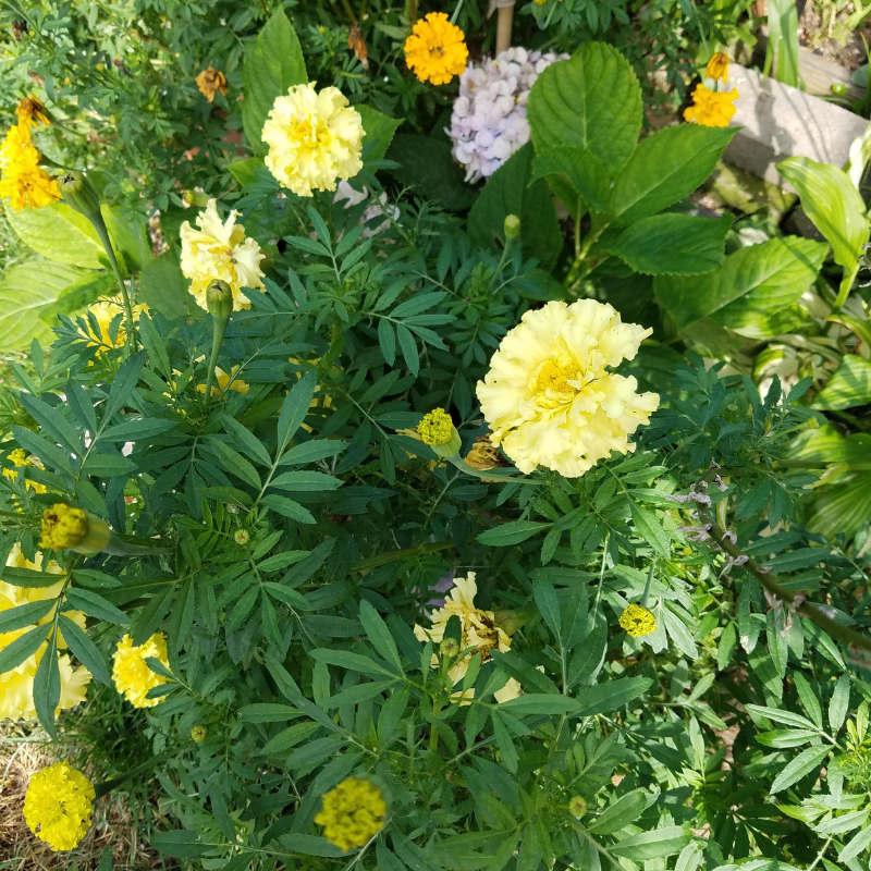 Key Lime Marigold Organic Seeds (Tagetes erecta) – Brighten your garde ...