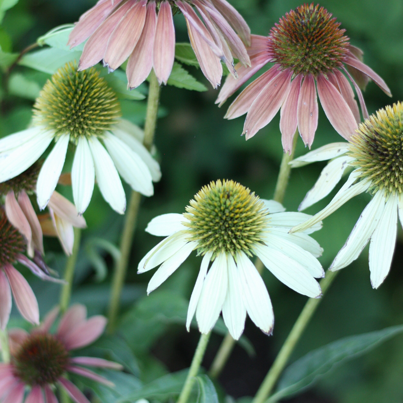 Purple & White Echinacea Coneflower Mix Organic Seeds (Echinacea purpu ...