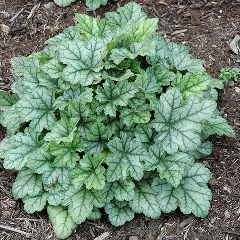 Heuchera Kira Evergreen Plant Plug (Heuchera hybrid) – Lush, evergreen ...