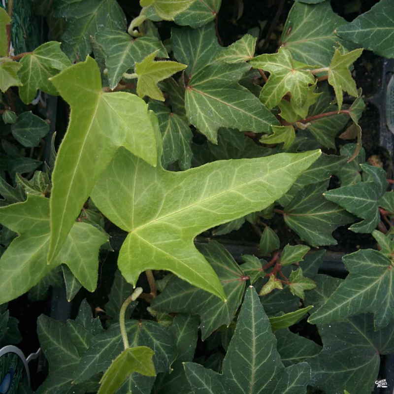 Hedera Ivy Needlepoint Plant Plug (Hedera helix ‘Needlepoint’) – Delic ...