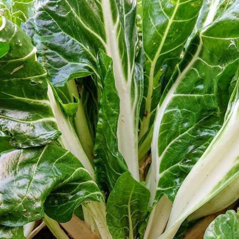 Large White Ribbed Swiss Chard Organic Seeds (Beta vulgaris) – Crisp w ...