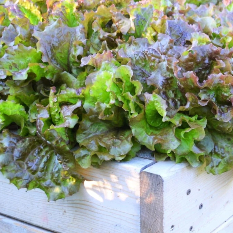 Ruby Red Lettuce Organic Seeds (Lactuca sativa) – A stunning loose-lea ...