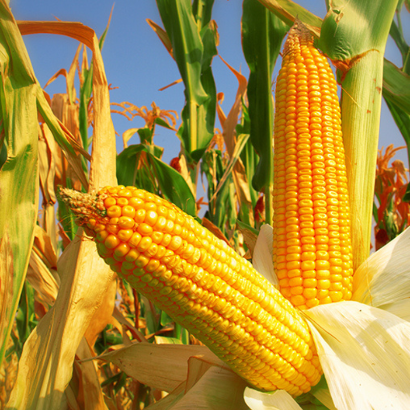 Reid’s Dent Yellow Corn Seeds (Zea mays) – A legendary heirloom field ...