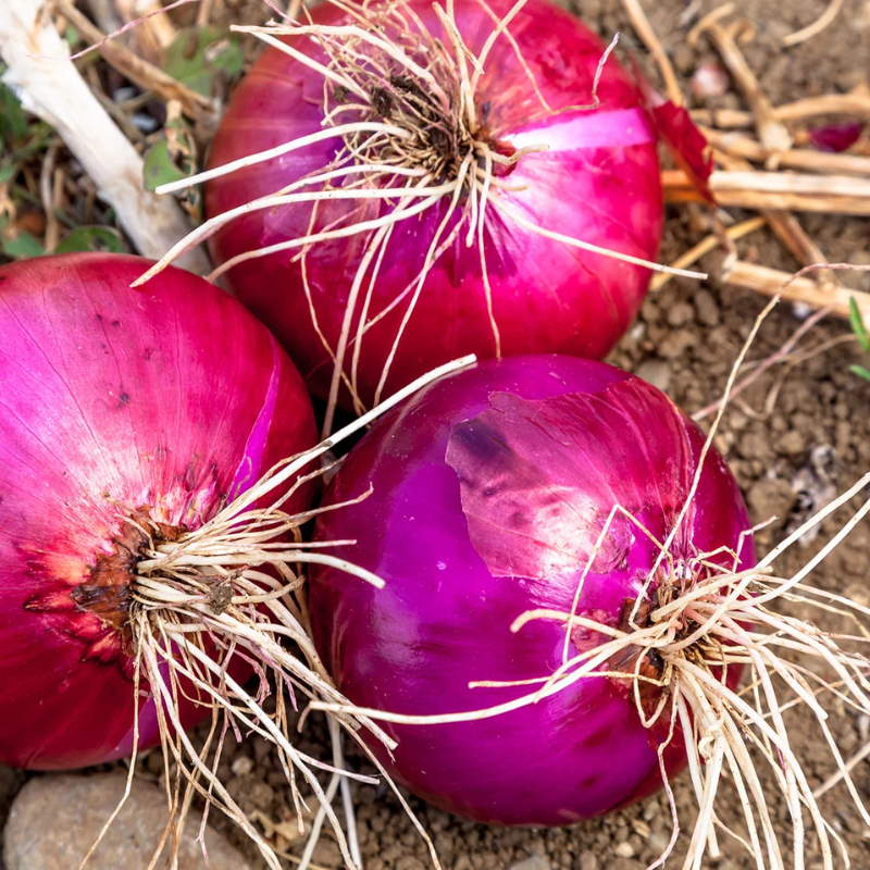 Red Creole Onion Organic Seeds (Allium cepa) – Classic southern heirlo ...