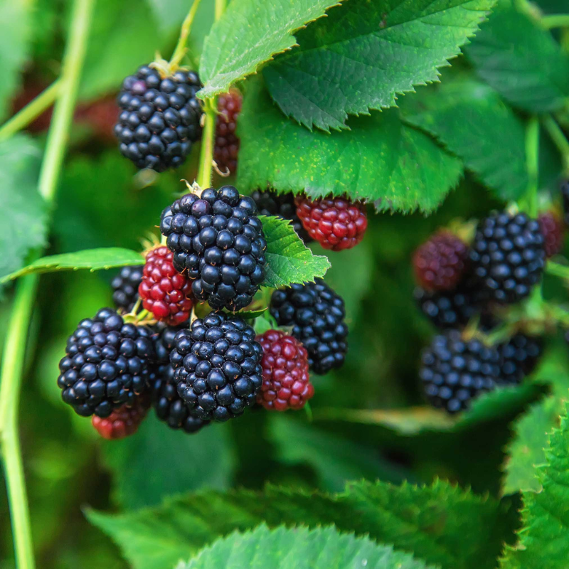 Blackberry Seeds Organic (Rubus fruticosus) – Hardy perennial bramble ...