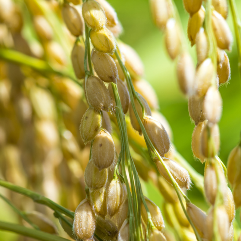 Short Grain Rice Organic Seeds (Oryza sativa) – Ideal for home growers ...