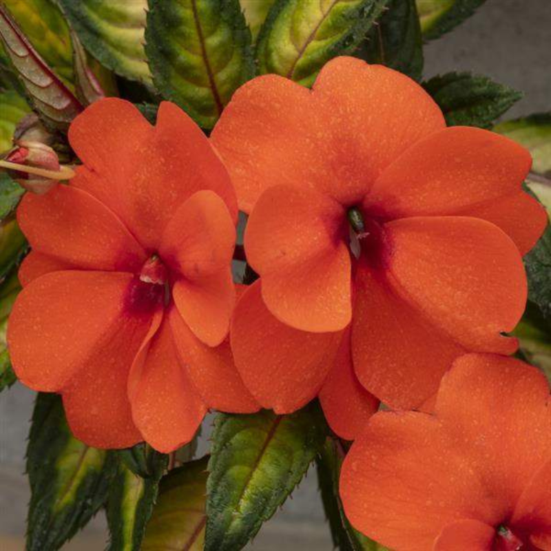 SunPatiens Vigorous Tropical Salmon Plant Plug (Impatiens x hybrida ...