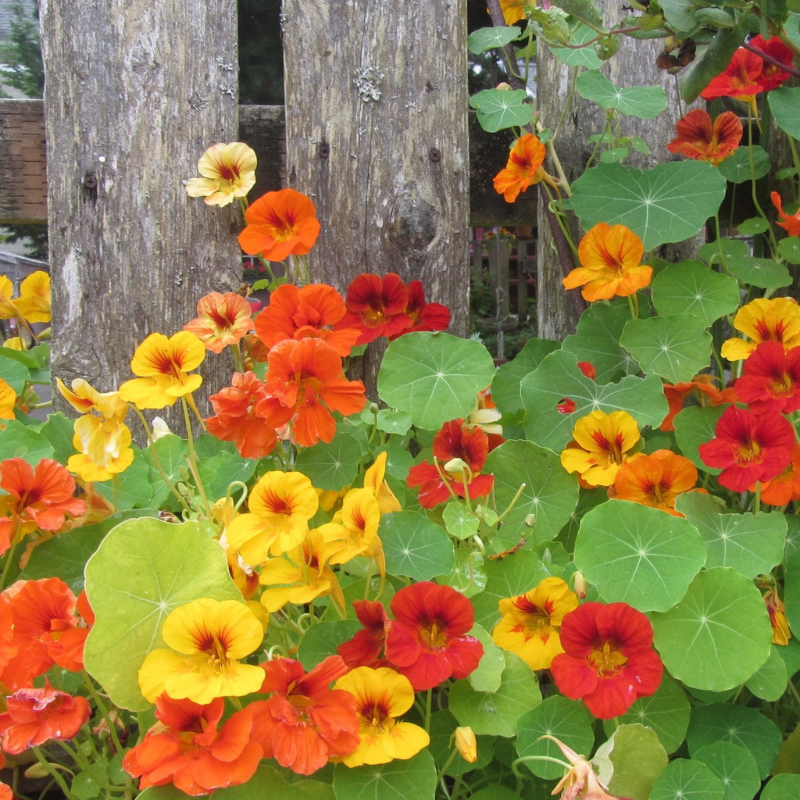 Glorious Gleam Mix Nasturtium Organic Seeds (Tropaeolum majus) – Stunn ...