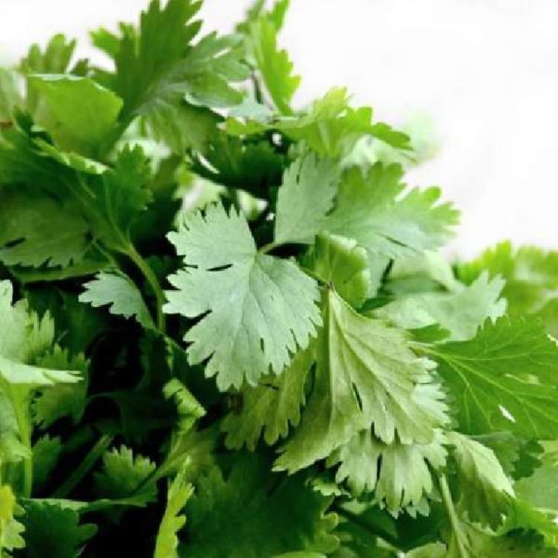 Santo Cilantro/Coriander Organic Seeds (Coriandrum sativum) – Bolt-res ...