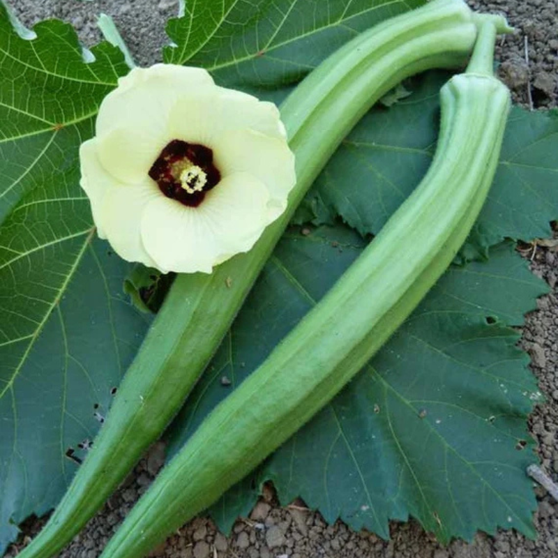 Dwarf Green Long Pod Okra Organic Seeds (Abelmoschus esculentus) Short ...