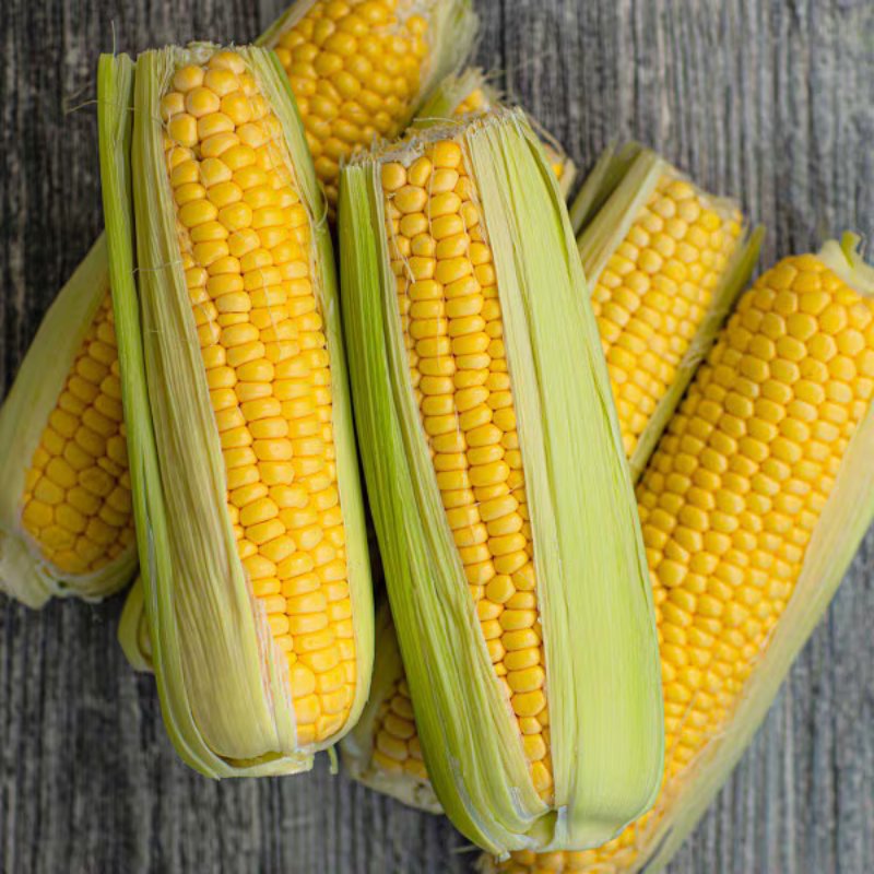 Honey Select Corn Treated Seeds (Zea mays) Triple-sweet yellow corn va ...