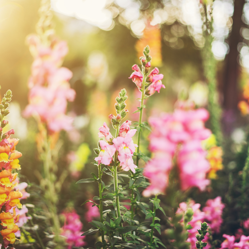 Northern Lights Snapdragon Seeds (Antirrhinum majus) – Stunning snapdr ...