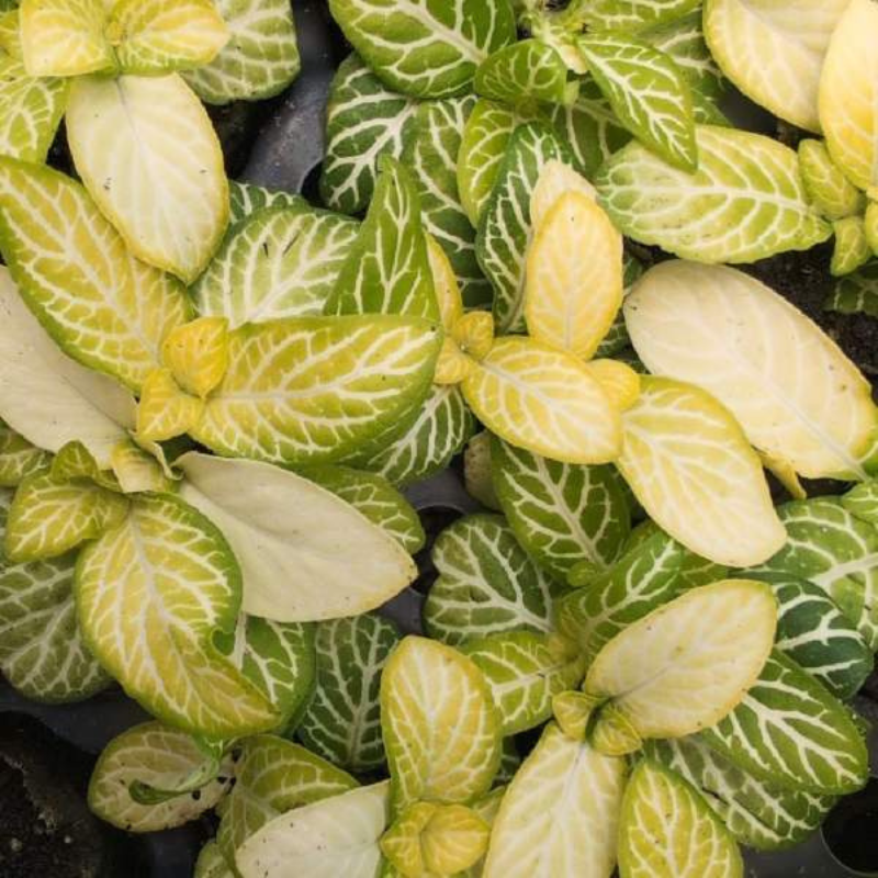 Jolly Lemon Fittonia Plant Plug – Bright Lemon-Green Veined Nerve Plan ...
