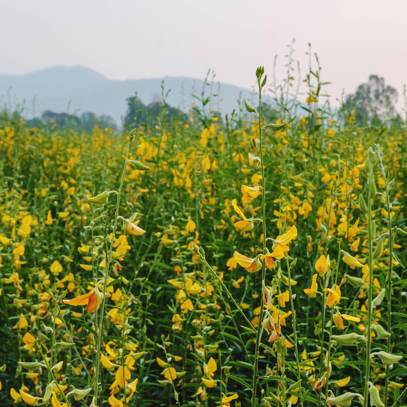 Sunn Hemp Seeds (Crotalaria juncea) – Fast-growing green manure crop t ...