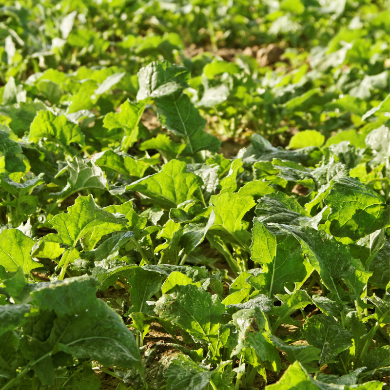Bonar Forage Rape Seeds (Brassica napus) Late-maturing brassica with e ...