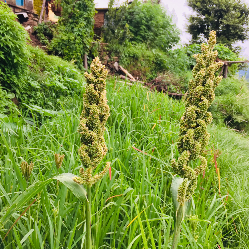 Japanese Millet Seeds (Echinochloa esculenta) Fast-growing summer annu ...