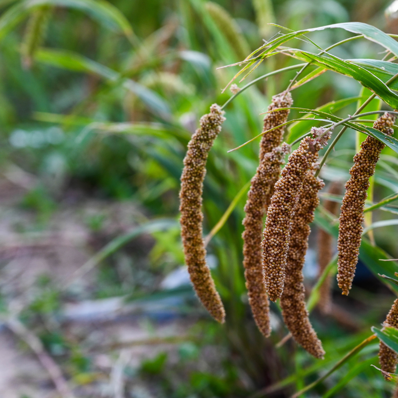 German Millet Seeds (Setaria italica) Fast-growing summer annual with ...
