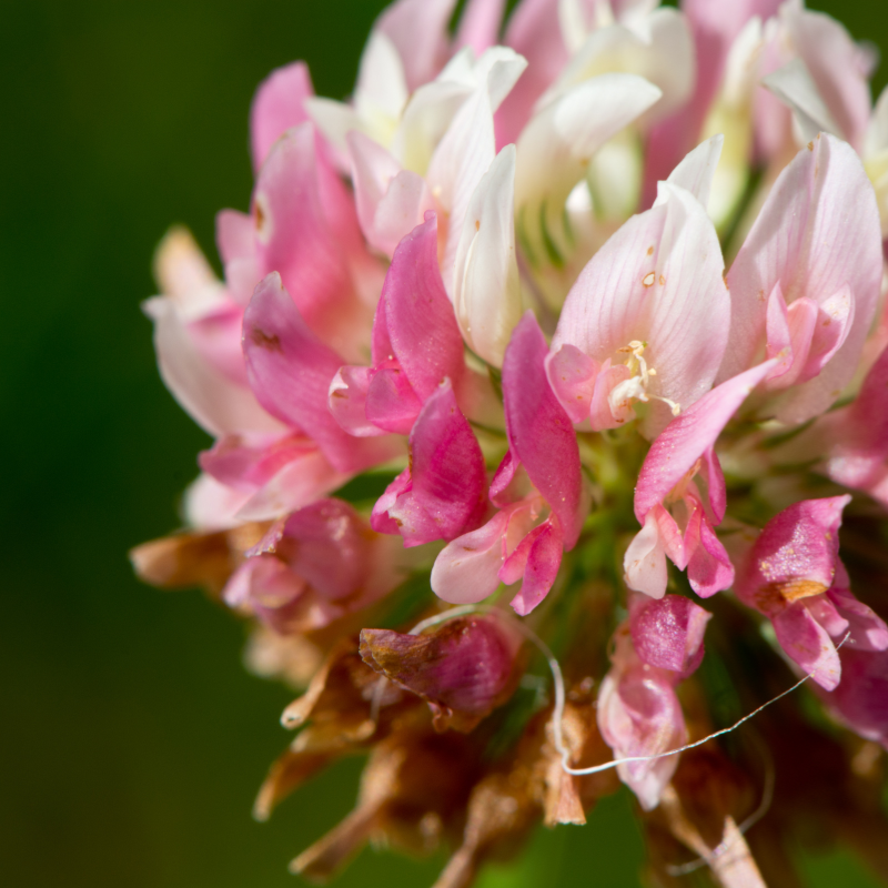 Alsike Clover Seeds Inoculant (Trifolium hybridum) Cool-season legume ...