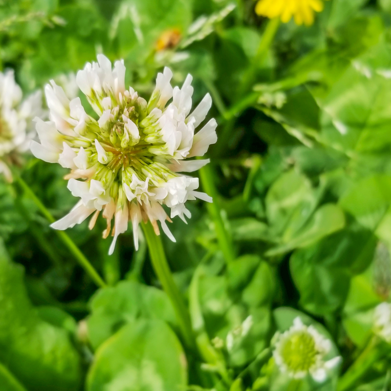 Ladino White Clover Seeds Inoculant (Trifolium repens var. ladino) Lar ...