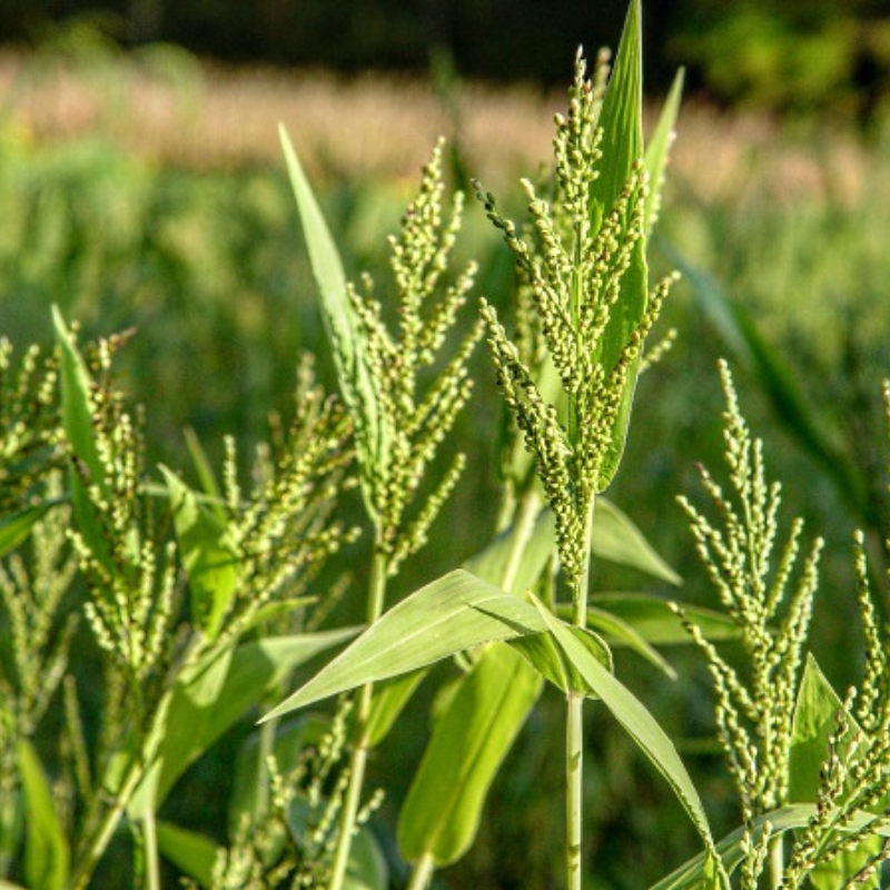 Browntop Millet Seeds (Urochloa ramosa) Quick-growing summer grass for ...