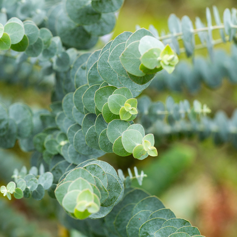 Baby Blue Eucalyptus Tree Seeds (Eucalyptus pulverulenta 'Baby Blue ...