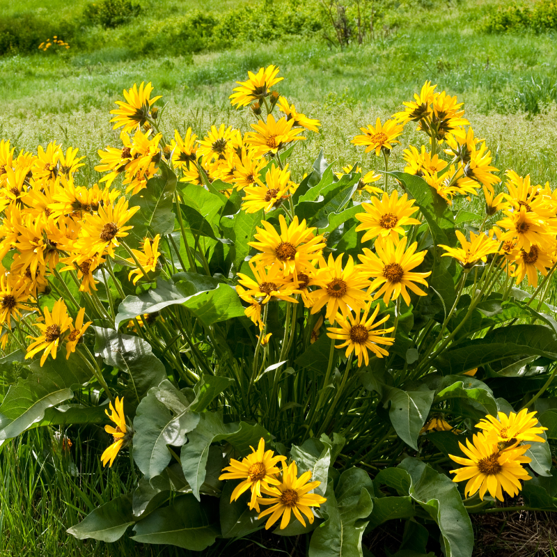 Arrowleaf Balsamroot Organic Seeds (Balsamorhiza sagittata) Large yell ...