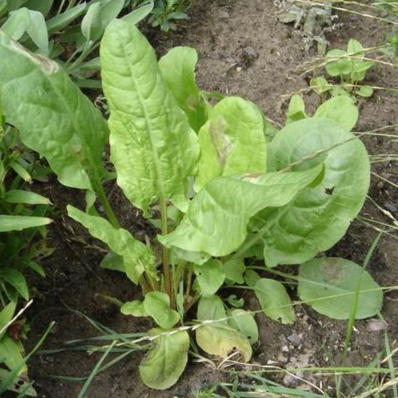 Large Leaf Sorrel Organic Seeds (Rumex acetosa) Zesty, lemon-flavored ...