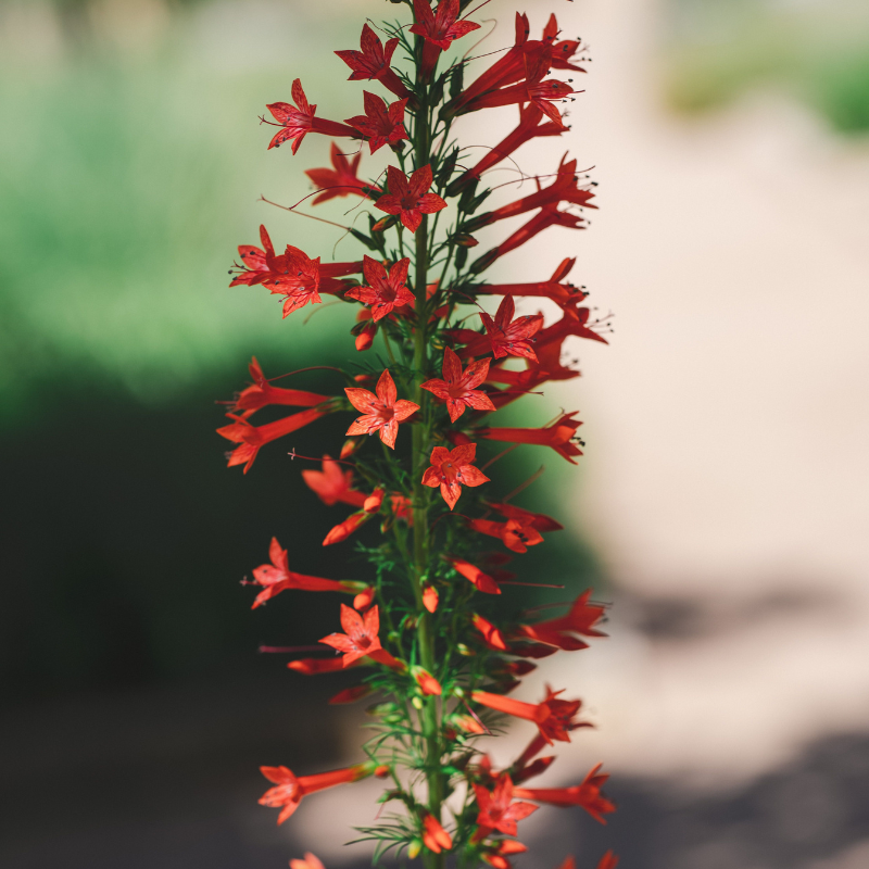Gilia Red Standing Cypress Seeds (Ipomopsis rubra) Spiky red blooms on ...