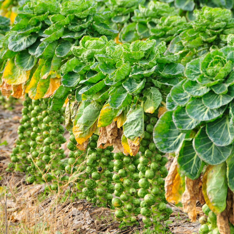 Catskill Brussels Sprouts Organic Seeds (Brassica oleracea var. gemmif ...