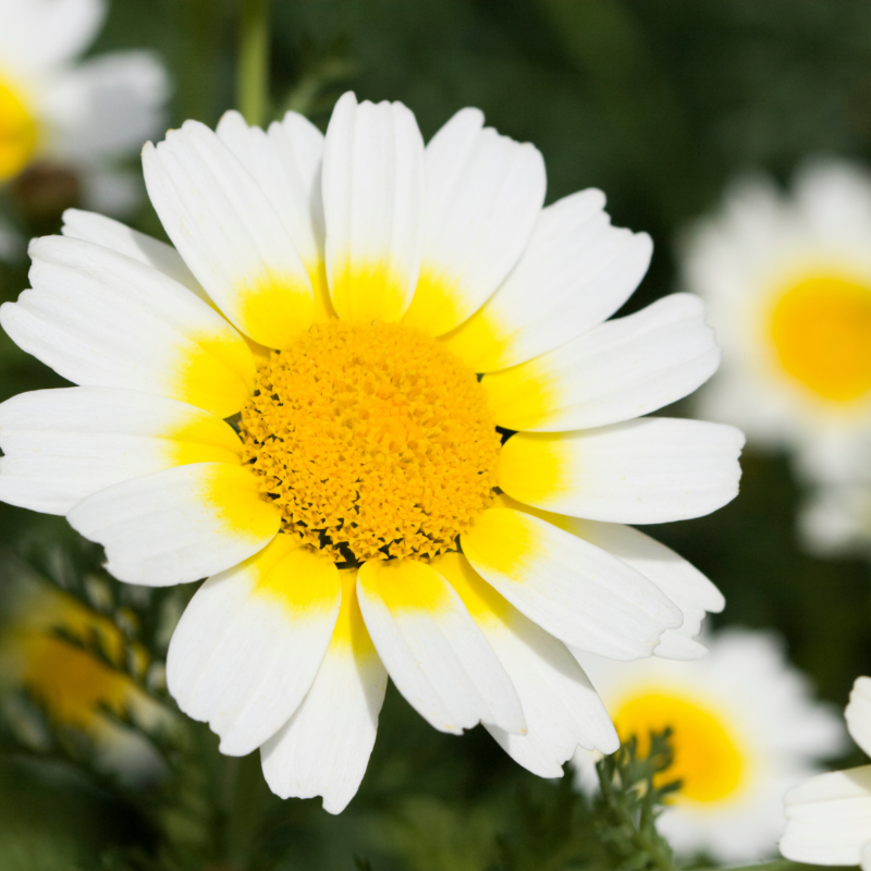 Garland Crown Daisy Seeds (Glebionis coronaria) Lacy foliage and cheer ...