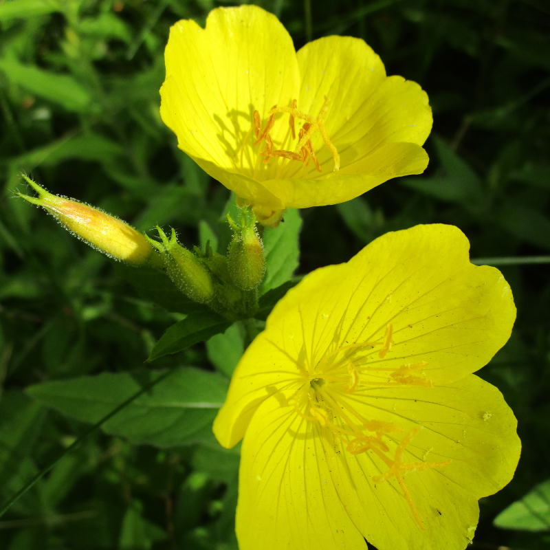 Yellow Four O’Clock Seeds (Mirabilis jalapa) Fragrant yellow blooms th ...