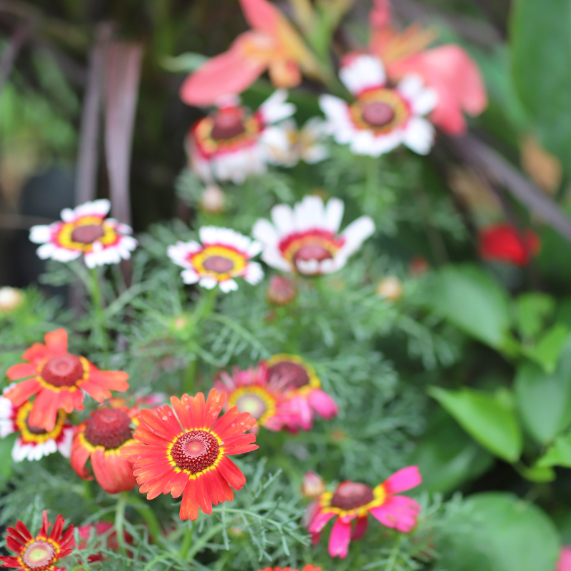 Painted Daisy Mix Seeds (Chrysanthemum carinatum) Bright, tricolor flo ...