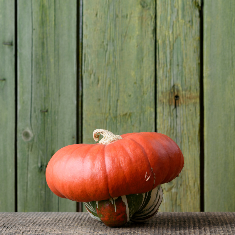 Turks Turban Winter Squash Seeds Organic (Cucurbita maxima) Unique tur ...