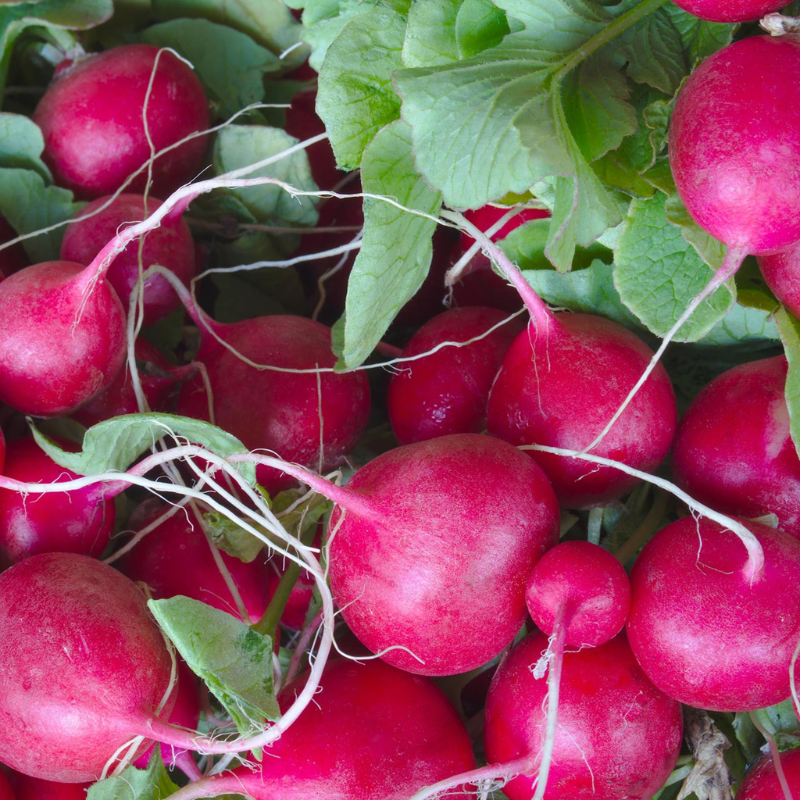 Pink Beauty Summer Radish Seeds (Raphanus sativus) Crisp, mild pink ra ...