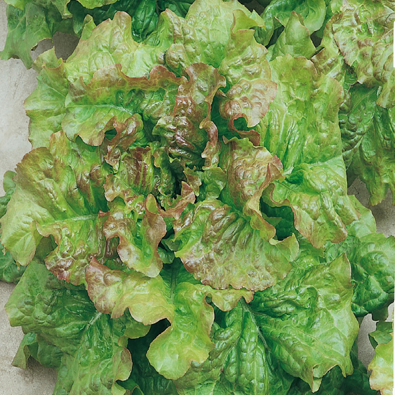 Prizehead Lettuce Seeds Organic (Lactuca sativa) Looseleaf heirloom wi ...