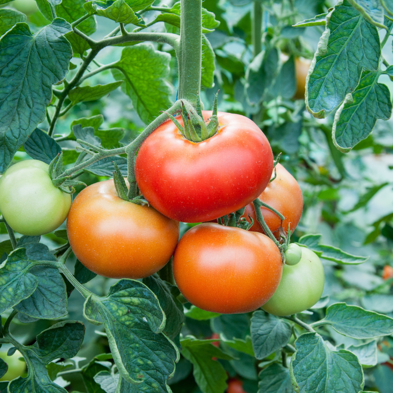 Siberian Tomato Seeds (Solanum lycopersicum) Cold-hardy heirloom tomat ...
