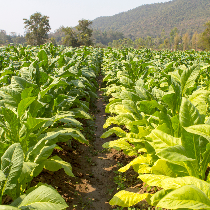 Dixie Bright Tobacco Seeds Brightleaf tobacco with golden leaves and m ...