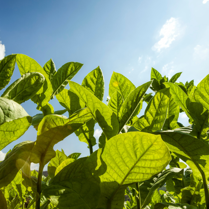 Louisiana Perique Tobacco Seeds Rare and bold, this heirloom tobacco i ...