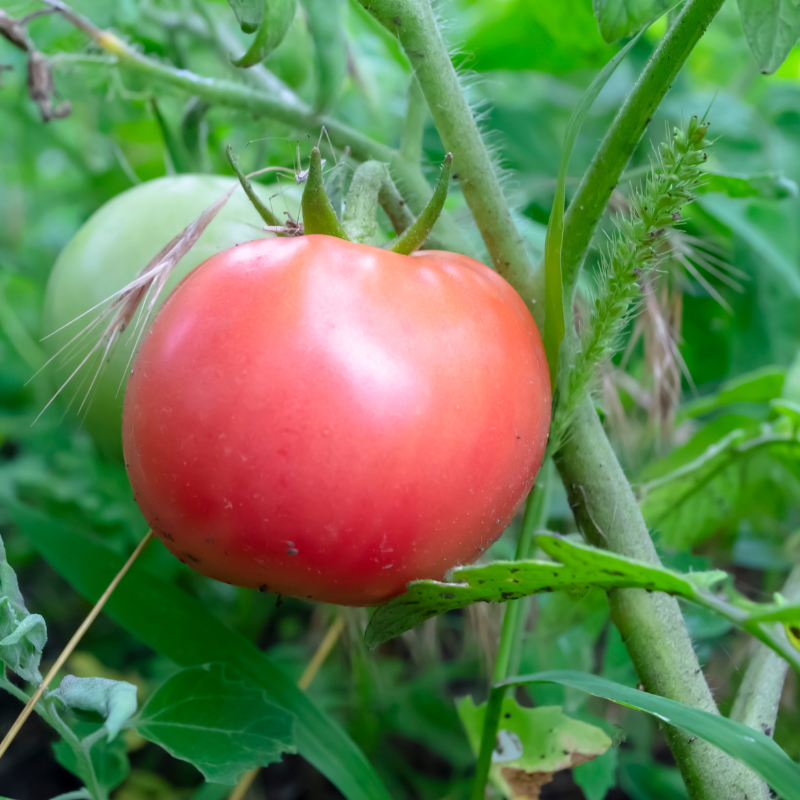 Raspberry Pink 'Maliniak' Tomato Seeds (Solanum lycopersicum) Large, s ...
