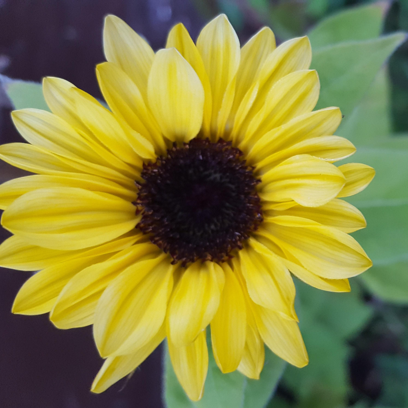 Lemon Queen Sunflower Seeds (Helianthus annuus) Stately sunflowers wit ...