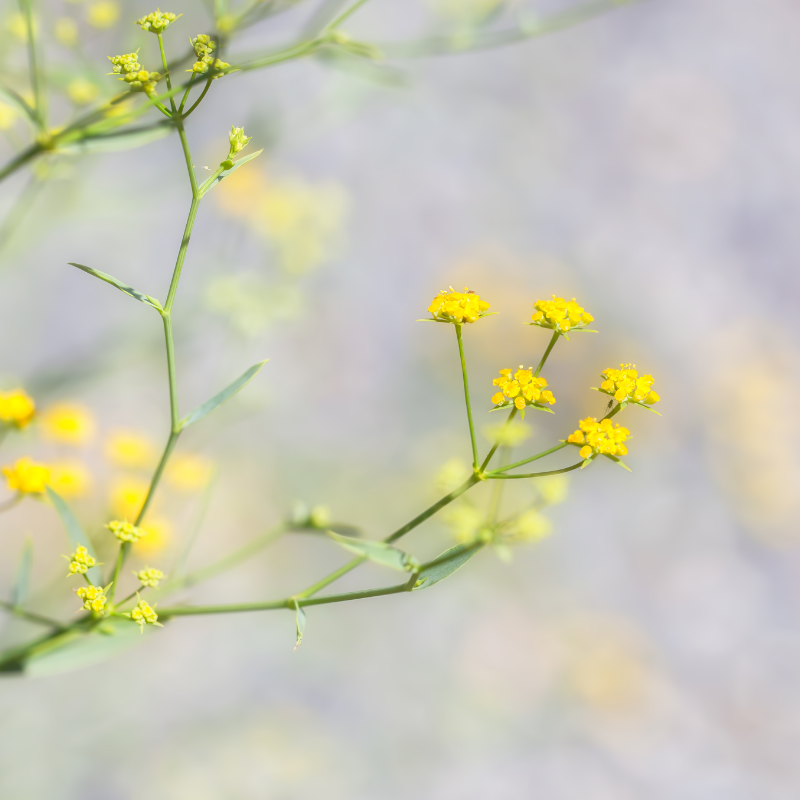 Bupleurum Root Seeds (Bupleurum chinense) Traditional medicinal herb w ...