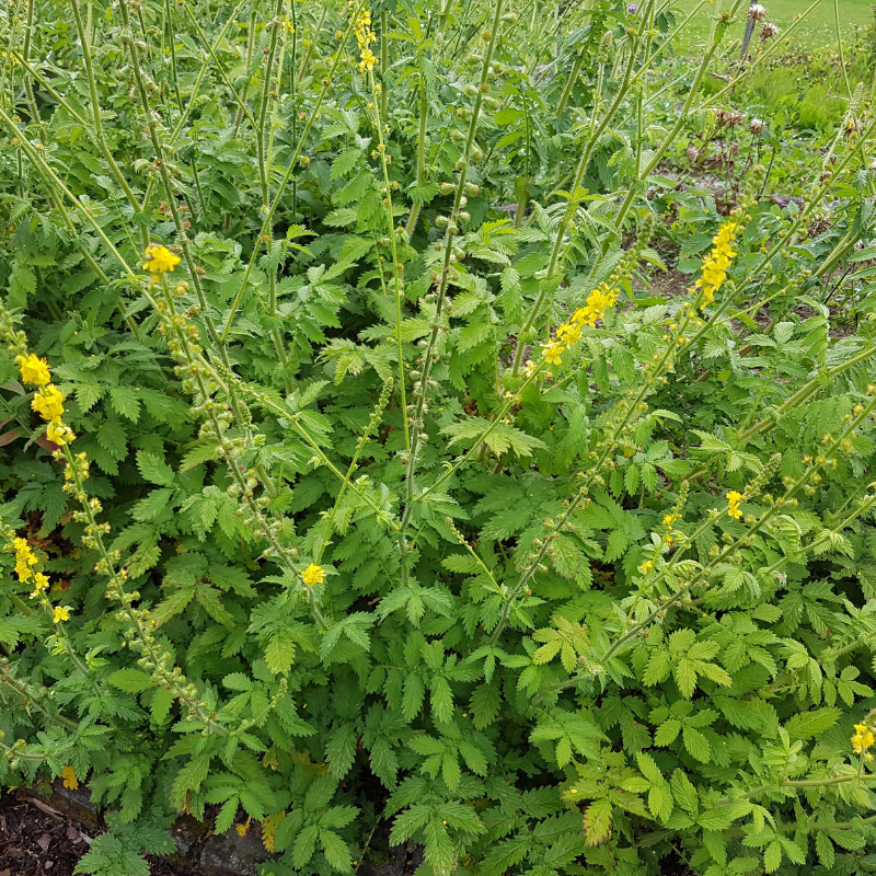Agrimony Seeds (Agrimonia eupatoria) Tannic, bitter herb used in folk ...