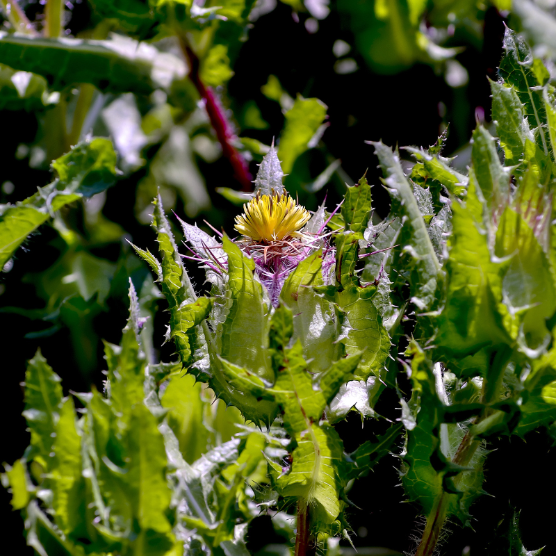 Blessed Thistle Seeds (Cnicus benedictus) Traditional bitter herb for ...