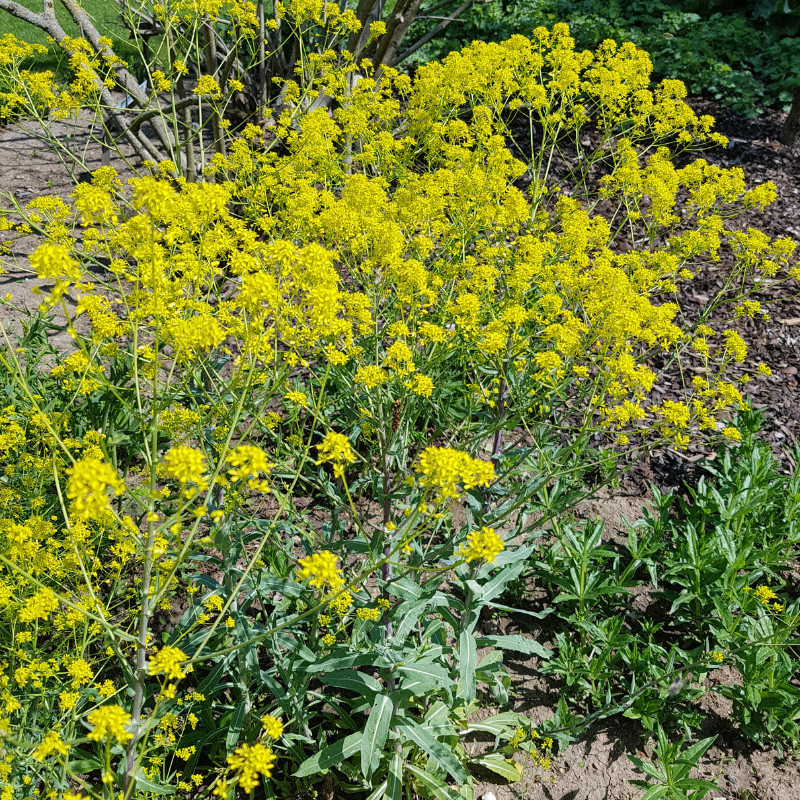 Woad Seeds (Isatis tinctoria) Ancient dye plant for rich blue color. A ...