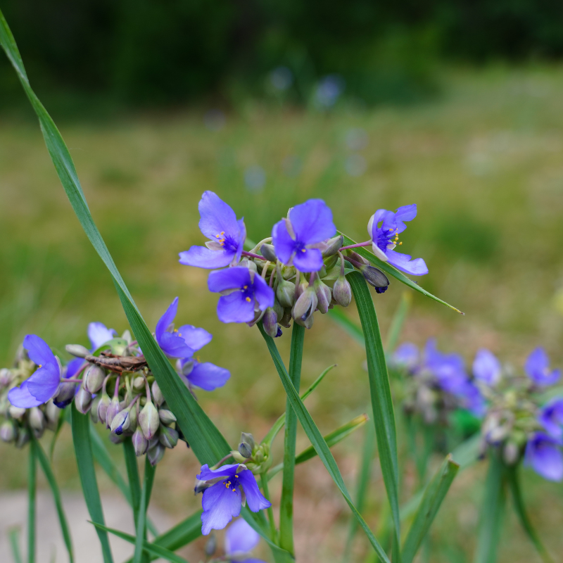 Prairie Spiderwort Seeds (Tradescantia occidentalis) Showy native wild ...