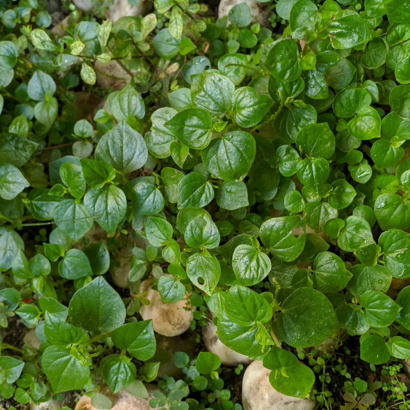 Peperomia Pellucida Pepper Elder Seeds (Peperomia pellucida) Aromatic ...
