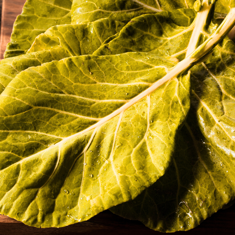 Yellow Cabbage Collard Seeds (Brassica oleracea) Heirloom collards wit ...