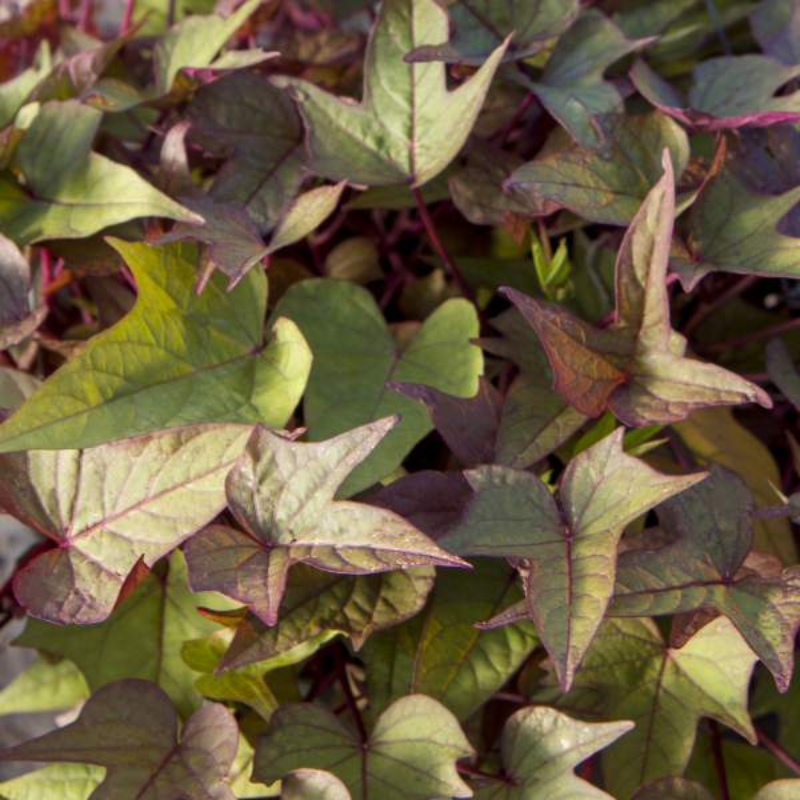 Sweet Potato 'Bright Ideas Rusty Red' Plant Plug (Ipomoea batatas) Vig ...